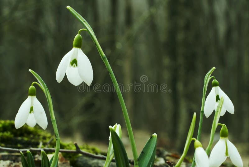 Spring flowers stock image. Image of peacflora, nature - 1930003