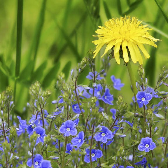 Spring flowers stock photo. Image of springtime, blue - 2065042
