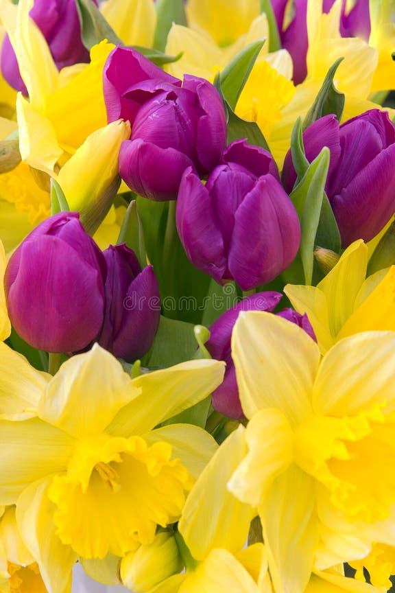 Spring flowers stock image. Image of present, bloom, stem - 2082807