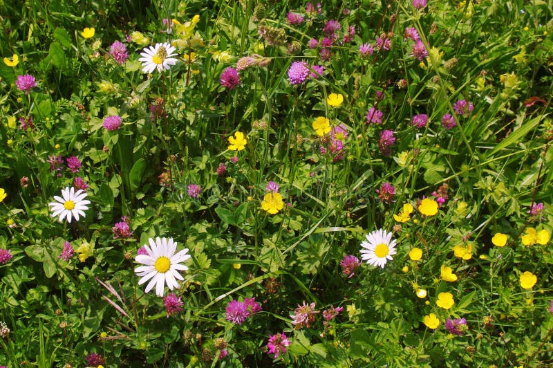 Spring flowers stock image. Image of nature, flowers - 25313603