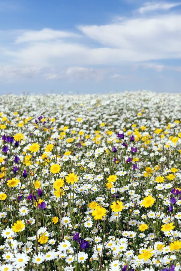 3,214,007 Spring Flowers Stock Photos - Free & Royalty-Free Stock ...