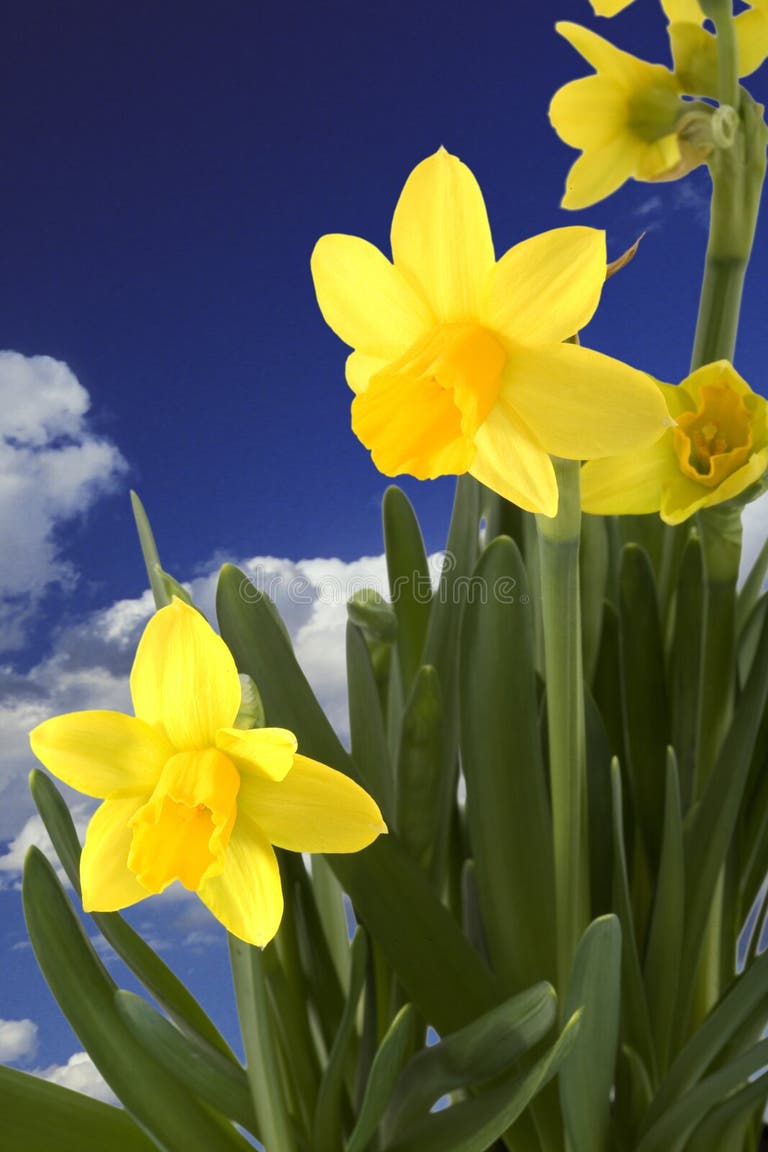 2,047 Tuber Flowers Stock Photos - Free & Royalty-Free Stock Photos ...