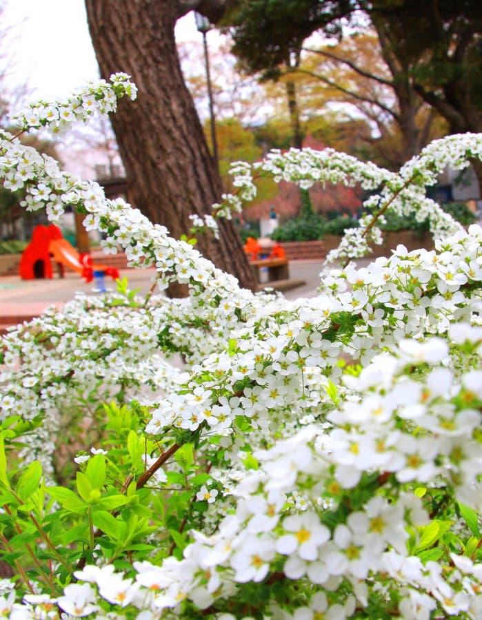 Spring Flowers stock photo. Image of shine, spring, shining - 4754800