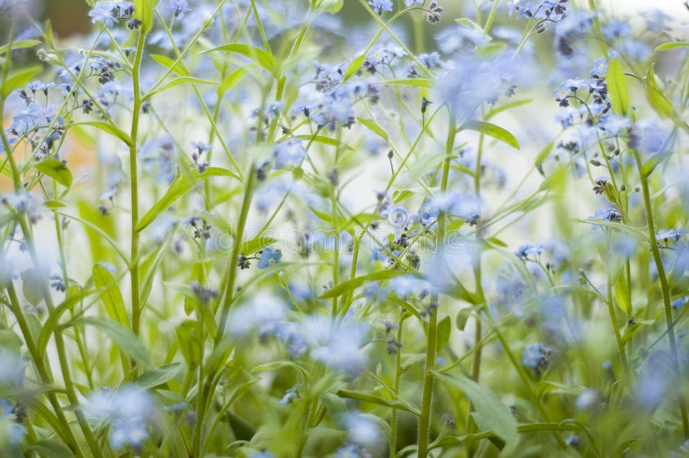 Spring flowers stock image. Image of flowers, petal, spring - 4889705