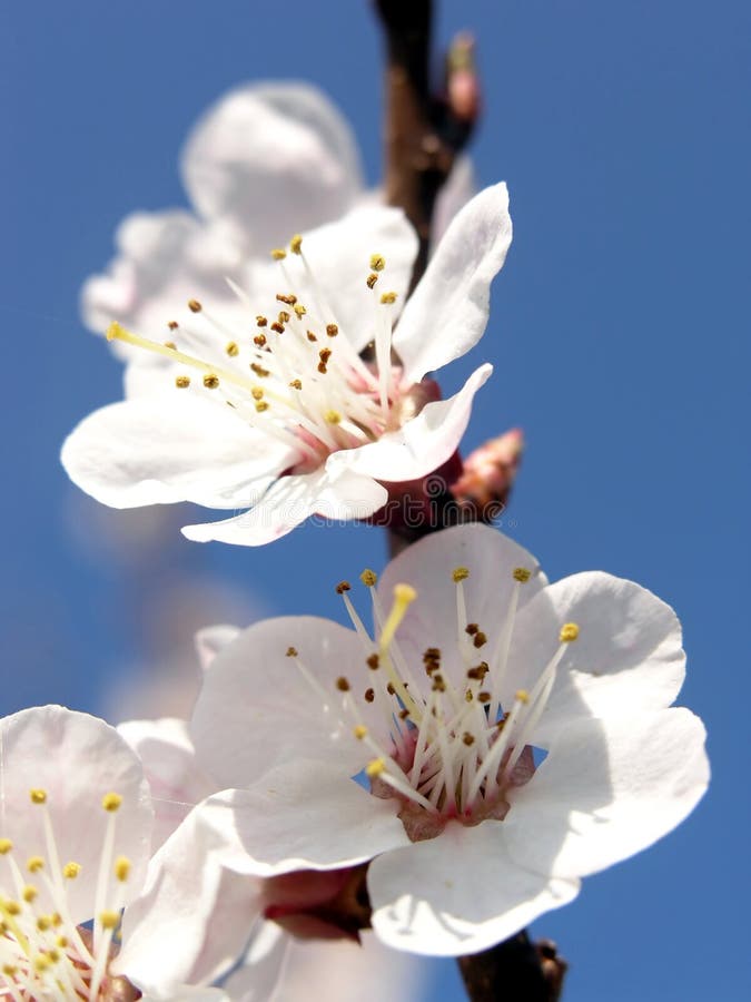 Spring flowers stock image. Image of daylight, spring, sunny - 648615