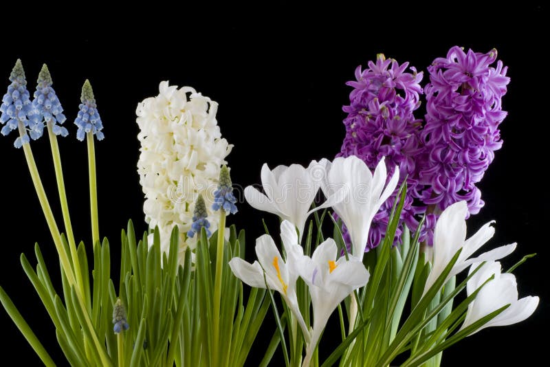 Spring flowers stock photo. Image of grapes, blue, purple - 7910562