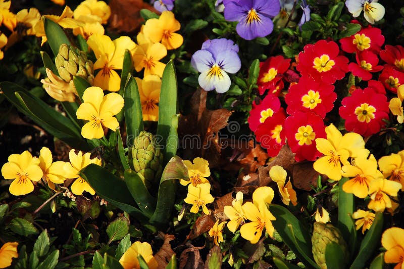 Spring flowers stock photo. Image of botanical, yellow - 8843988