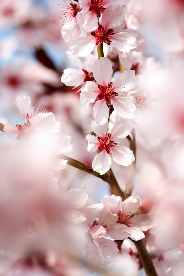 Spring flowers stock photo. Image of buds, garden, beauty - 13153106