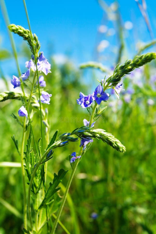 Baby Fawn in Field of Wildflowers. Stock Image - Image of spotted, baby ...