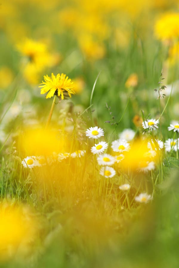 Ranunculus Soft Spring Flowers Stock Image - Image of soft, flower ...