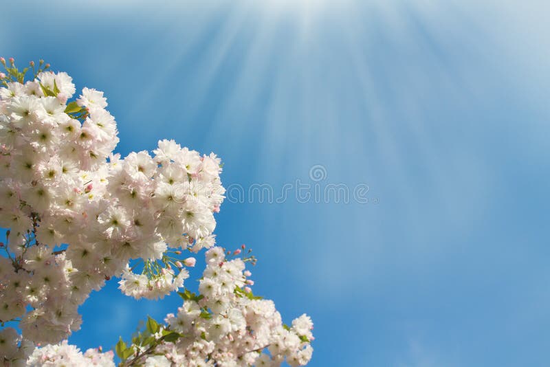 Spring Flowers. Abstract Spring Blossom Background. Nature Scene with ...