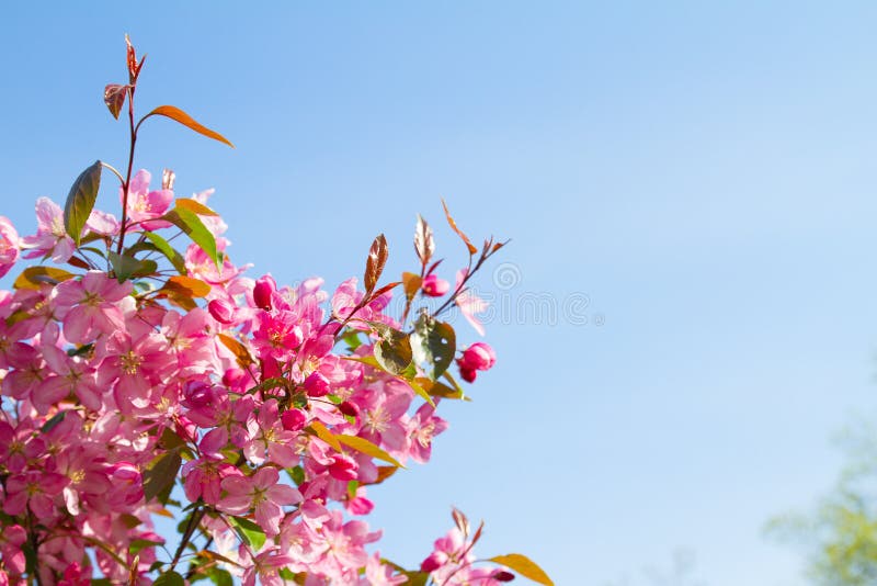 Spring Flowers. Abstract Spring Blossom Background. Nature Scene with ...