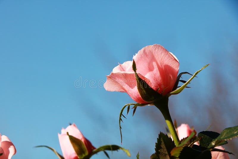 Spring Flowers Against the Blue Sky Stock Photo - Image of morning ...