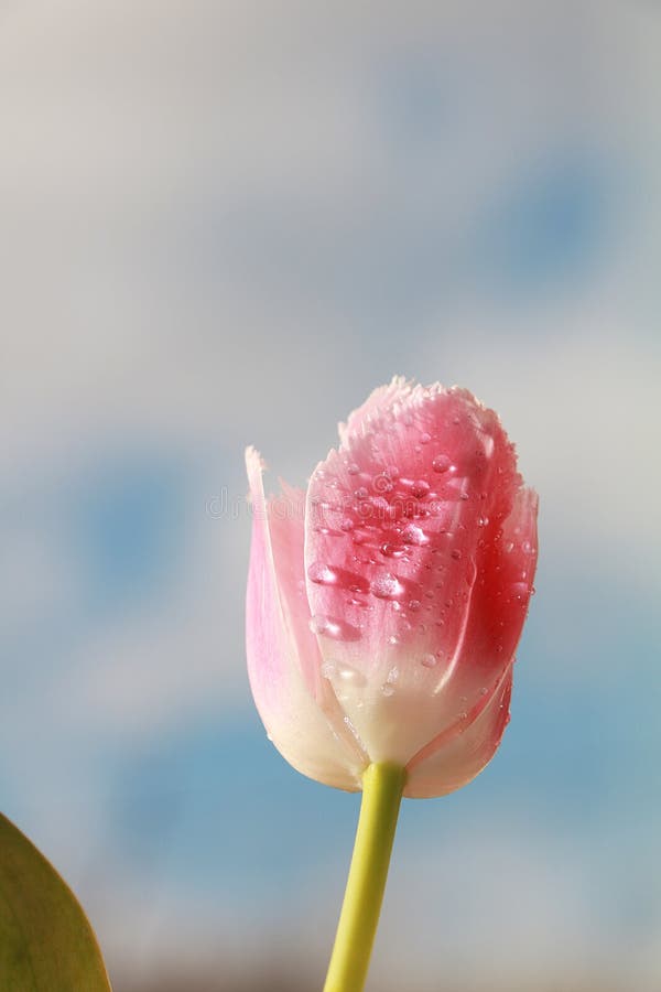 Spring Flowers Against the Blue Sky Stock Photo - Image of nature ...