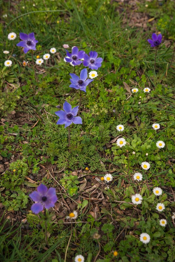 Spring Flowers at Ancient Olimpia, Peloponnese, Greece Stock Image ...