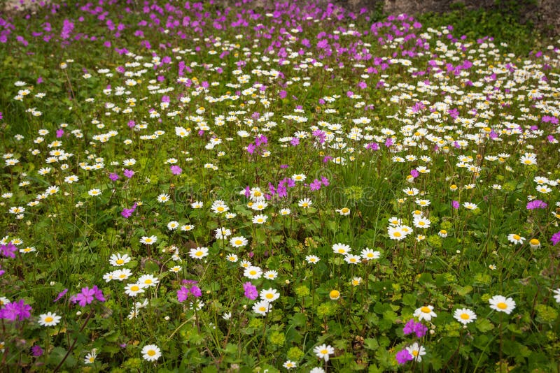 Spring Flowers at Ancient Olimpia, Peloponnese, Greece Stock Image ...