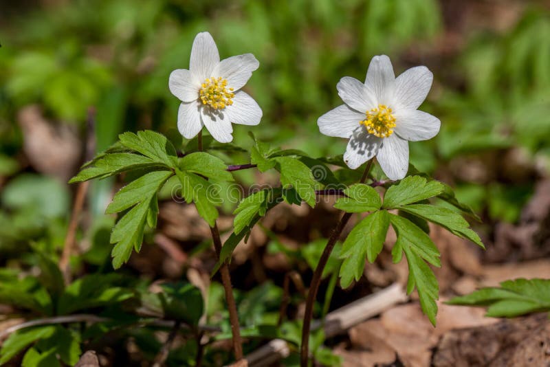 Spring flowers, anemone stock image. Image of flower - 39789695