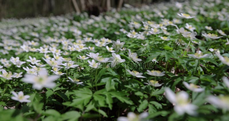 Spring Flowers of Anemone are White in the Forest Stock Video - Video ...