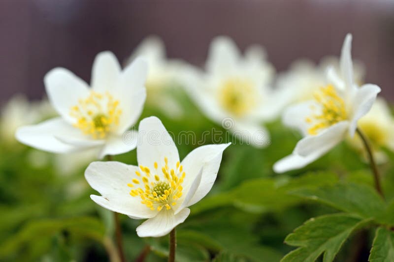 Spring flowers anemones stock image. Image of foliage - 126224537
