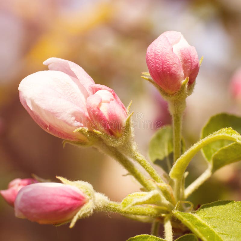 Spring Flowers Apple Blossom on a Tree Branch Stock Image - Image of ...