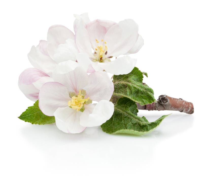Spring Flowers of Cherry Fruit Trees Isolated on White Background Stock ...