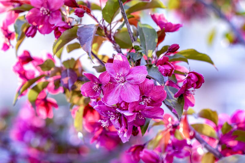 Spring Flowers of the Apple Tree Pink Color Stock Photo - Image of ...