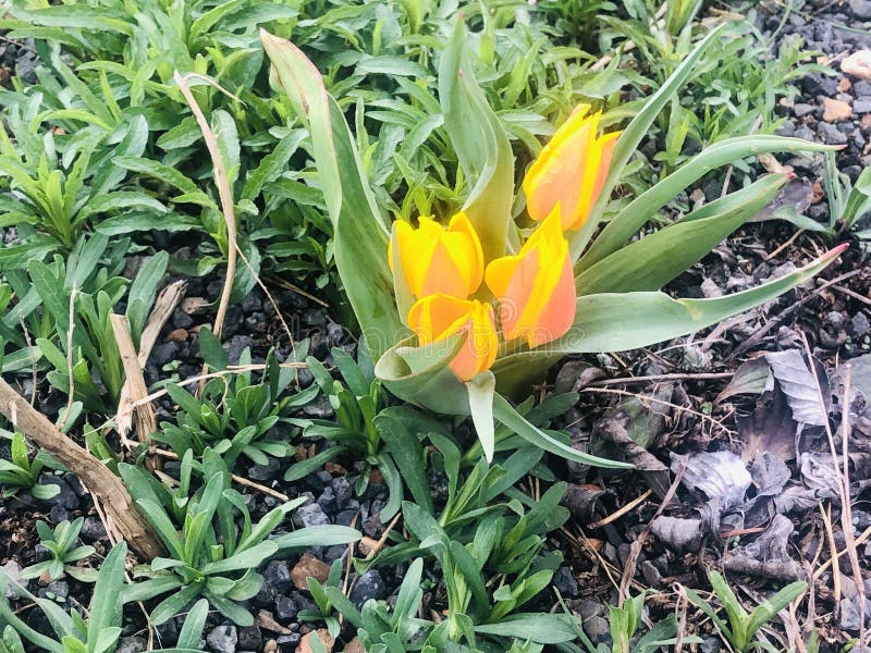 Spring blooms stock photo. Image of river, spring, forests - 245538306