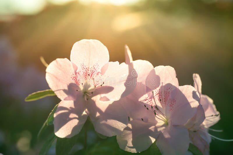 Spring Flowers Azalea in Sun Light Stock Image - Image of flora, color ...