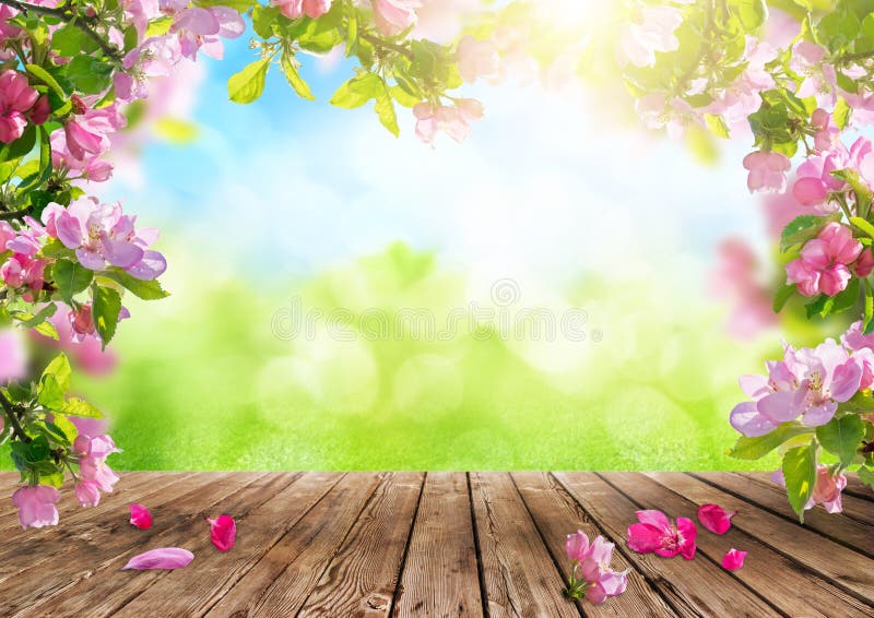 A Spring Flowers Background, Pink Blossoms on Wooden Table Stock ...