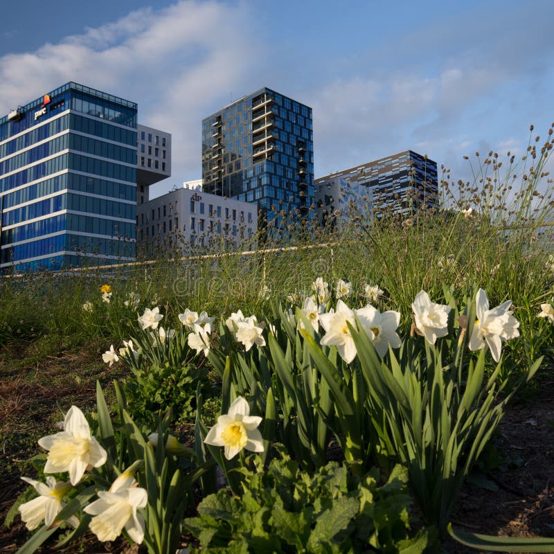 Spring in Oslo stock image. Image of flowers, oslo, spring - 114919825