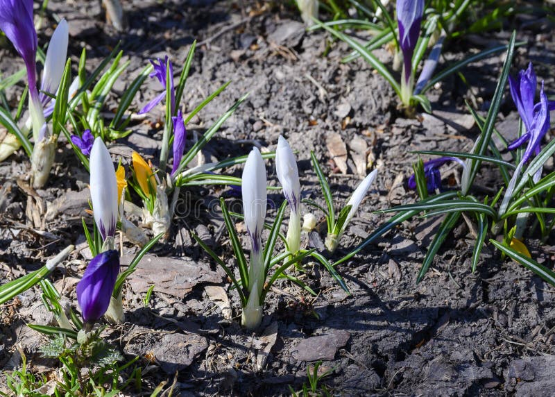 Spring Flowers Barely Emerging from the Ground Stock Photo - Image of ...