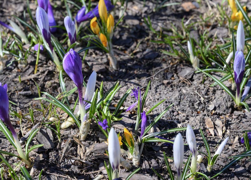 Spring Flowers Barely Emerging from the Ground Stock Photo - Image of ...