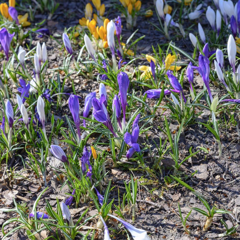 Spring Flowers Barely Emerging from the Ground Stock Image - Image of ...