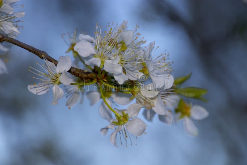 Spring Flowers with Beautiful Blue Background in April Stock Image ...