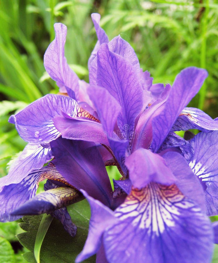 Spring Flowers Beautiful Blue Irises in the Garden Stock Photo - Image ...
