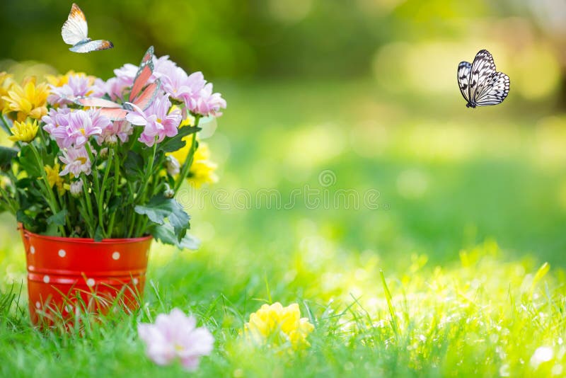 Spring flowers stock image. Image of gardening, flower - 51082815