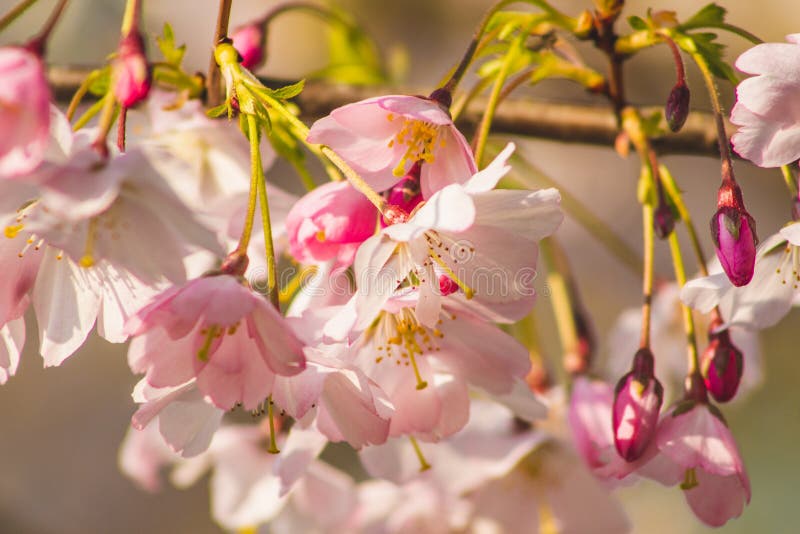 Spring Flowers. Beautiful Cherry Blossoms on Tree at Sunny Spring Day ...