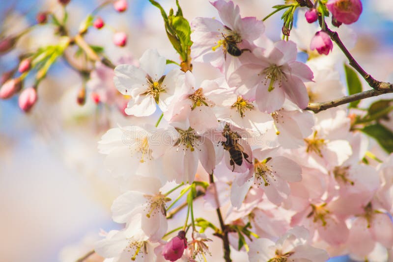 Spring Flowers. Beautiful Cherry Blossoms on Tree at Sunny Spring Day ...