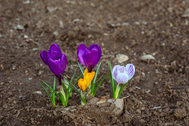 Spring Flowers. Beautiful Spring Flowers Stock Image - Image of ...