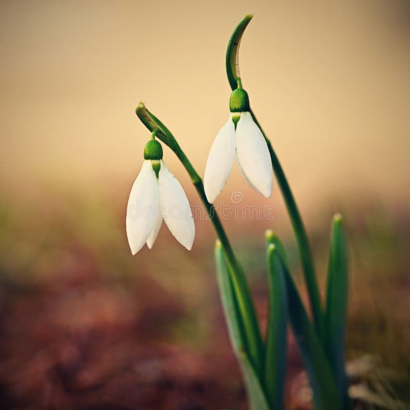 Spring - Flowers. Beautiful First Spring Plants - Snowdrops Stock Image ...
