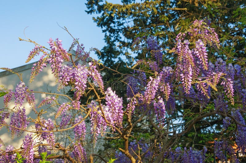 Spring Flowers. Beautiful Flowered Wisteria in Garden Stock Image ...