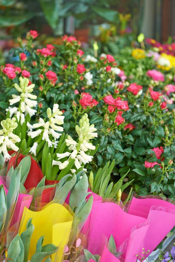 Spring flowers stock photo. Image of hyacinth, dart, parks - 60035178