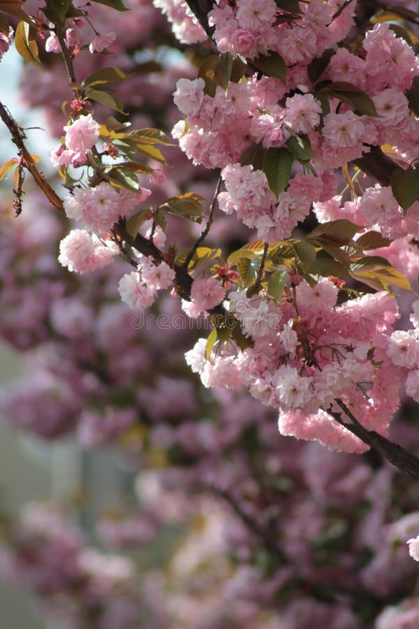 Spring flowers stock photo. Image of petal, garden, flower - 53738244