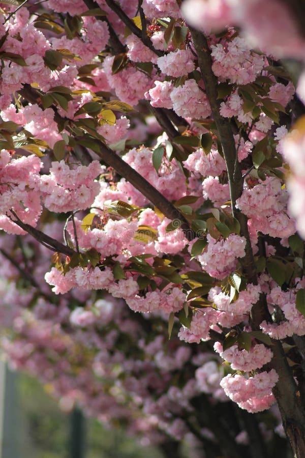 Spring flowers stock image. Image of blossom, pink, spring - 53738251