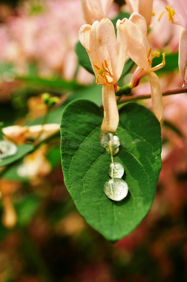Spring flowers stock photo. Image of sakura, narcissus - 39166304