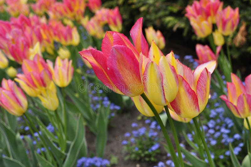 Spring flowers stock image. Image of flowers, republic - 39166407