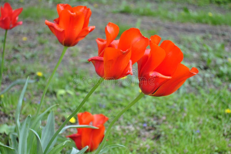 SPRING FLOWERS stock photo. Image of spring, green, republic - 39166444