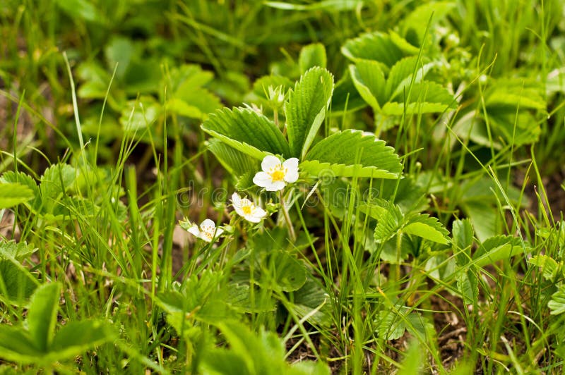 Spring flowers stock photo. Image of flora, park, life - 66740500
