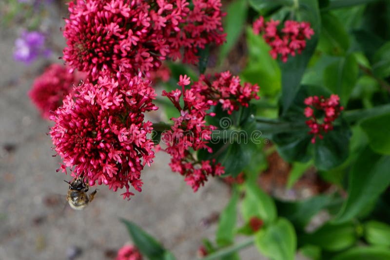 Spring Flowers with the Bee Stock Photo - Image of floral, blossom ...
