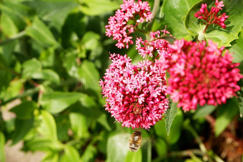 Spring Flowers with the Bee Stock Image - Image of branch, element ...